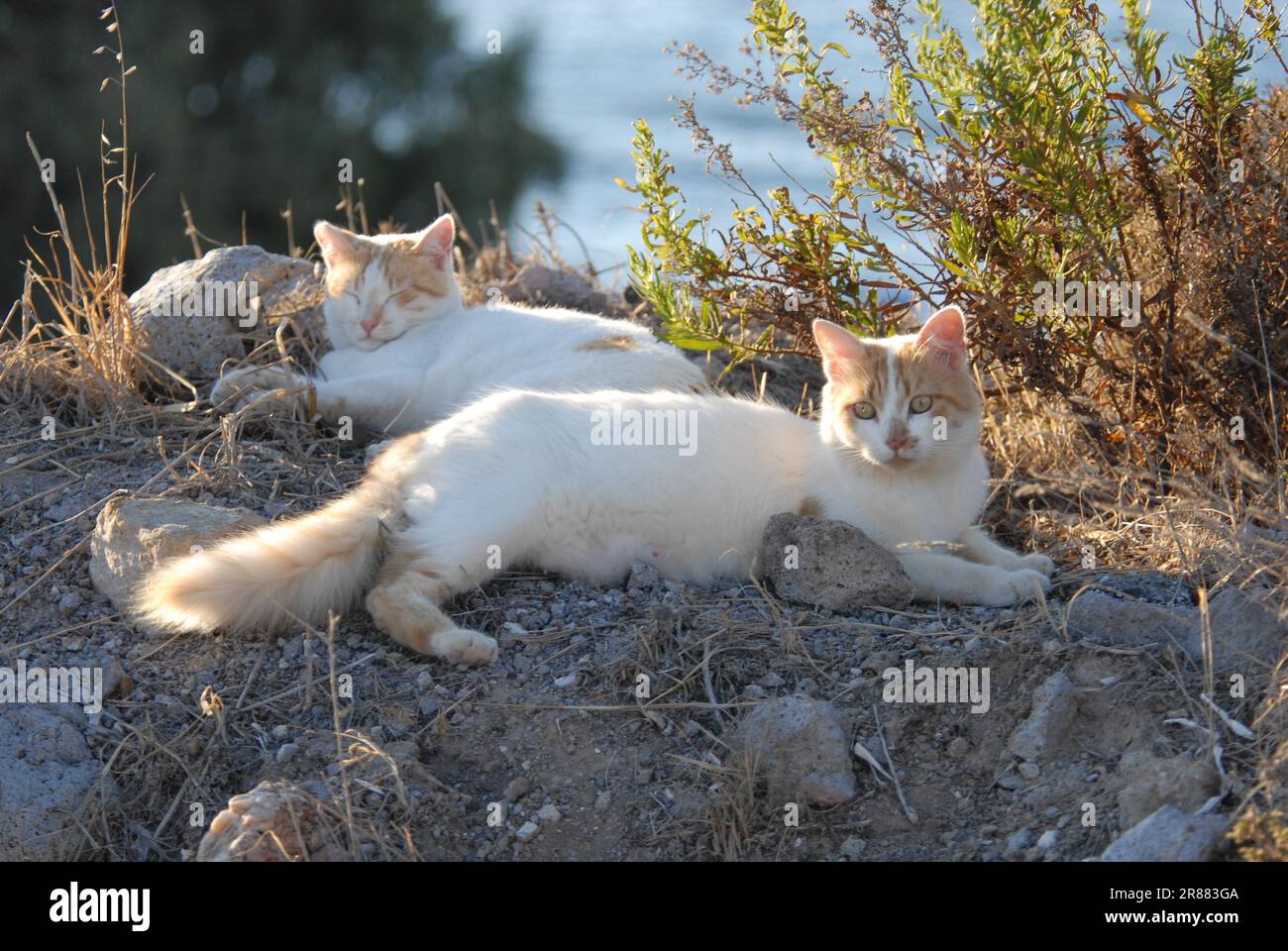 Cream tabby white hi-res stock photography and images - Alamy