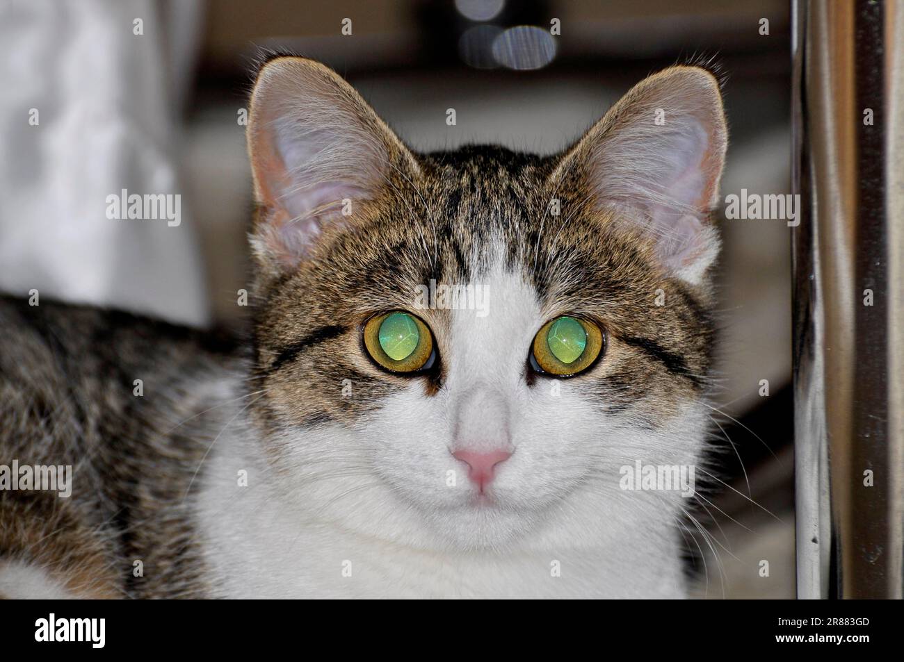 Large pupils hi-res stock photography and images - Alamy