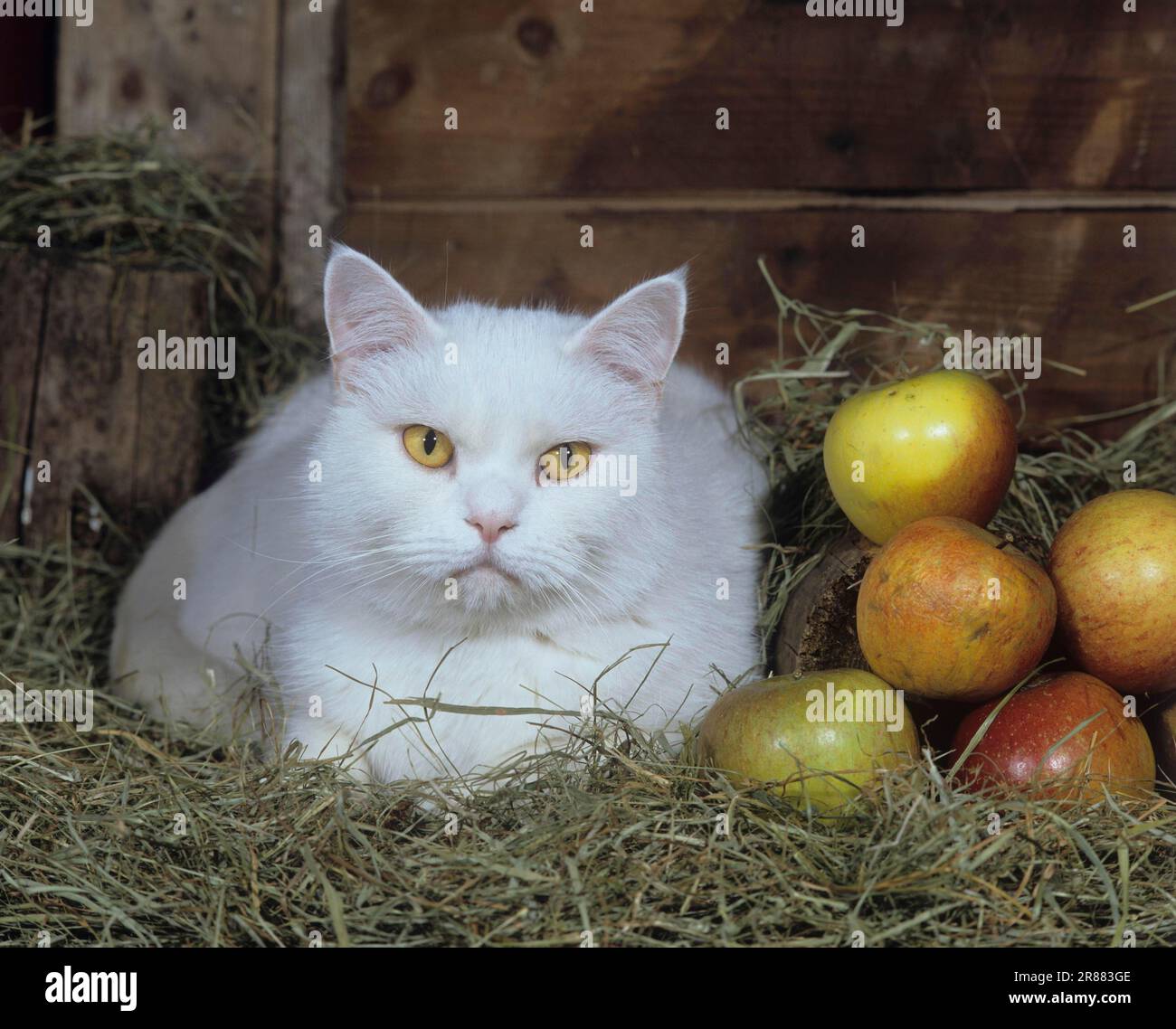 Cat in hay hi-res stock photography and images - Alamy