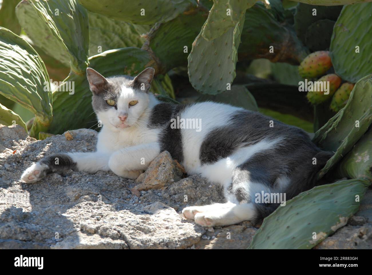 Domestic cat, Blue-White, Bicolour, resting on a wall among spiny cacti ...