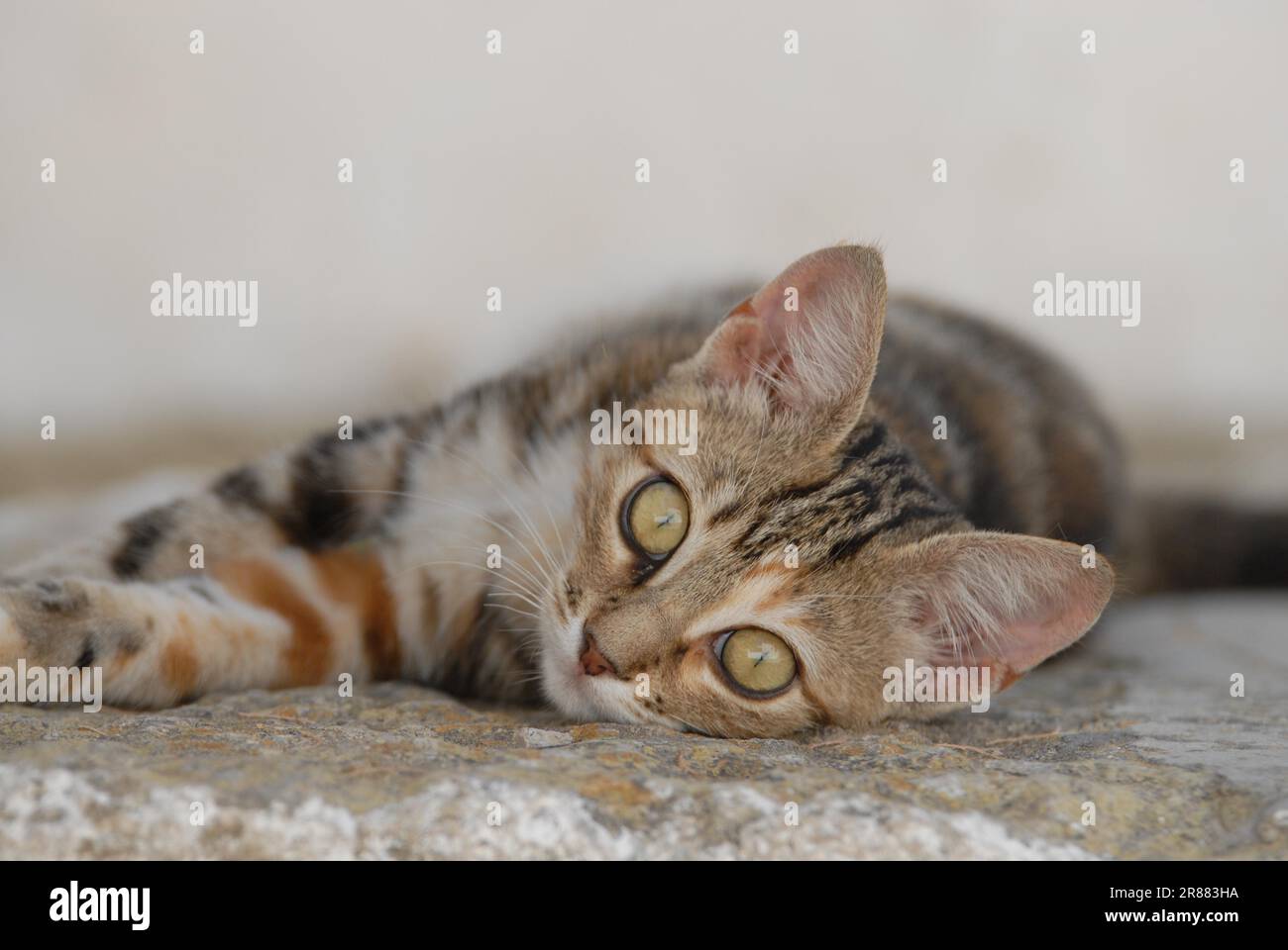 Young domestic kitten, Tortie Tabby (Torbie) and White, resting on a ...