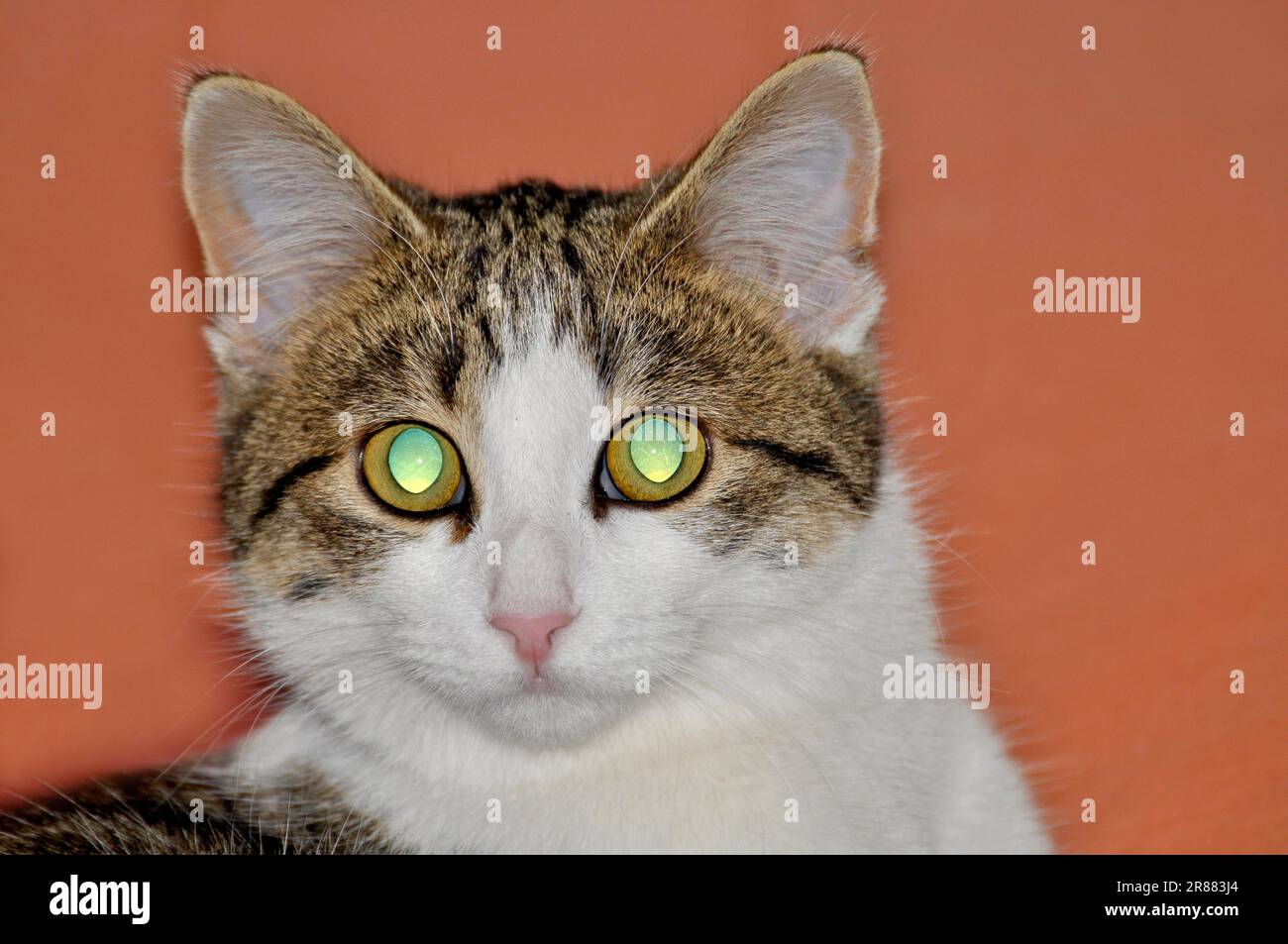 Young domestic cat, open large pupils Stock Photo - Alamy