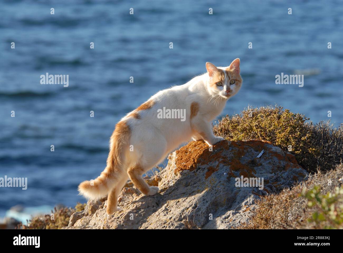 Domestic cat, cream tabby and white, bicolour, standing on a large rock ...