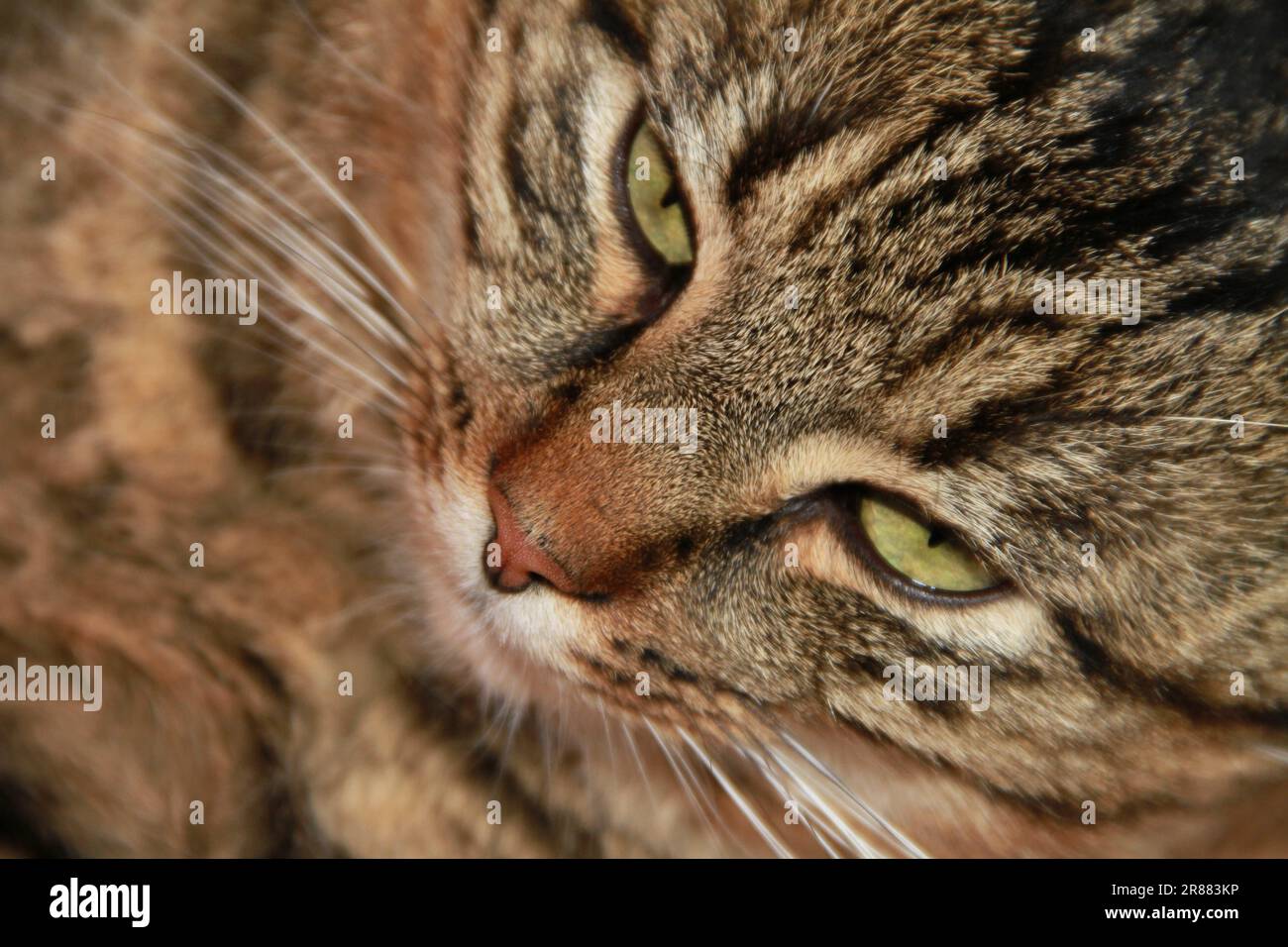 Domestic cat in detail Stock Photo - Alamy