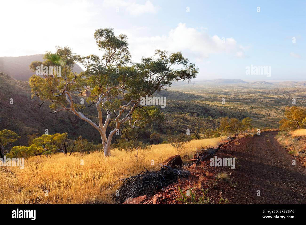 Eucalyptus tree and road on Mount Sheilla, Pilbara, Western Australia ...