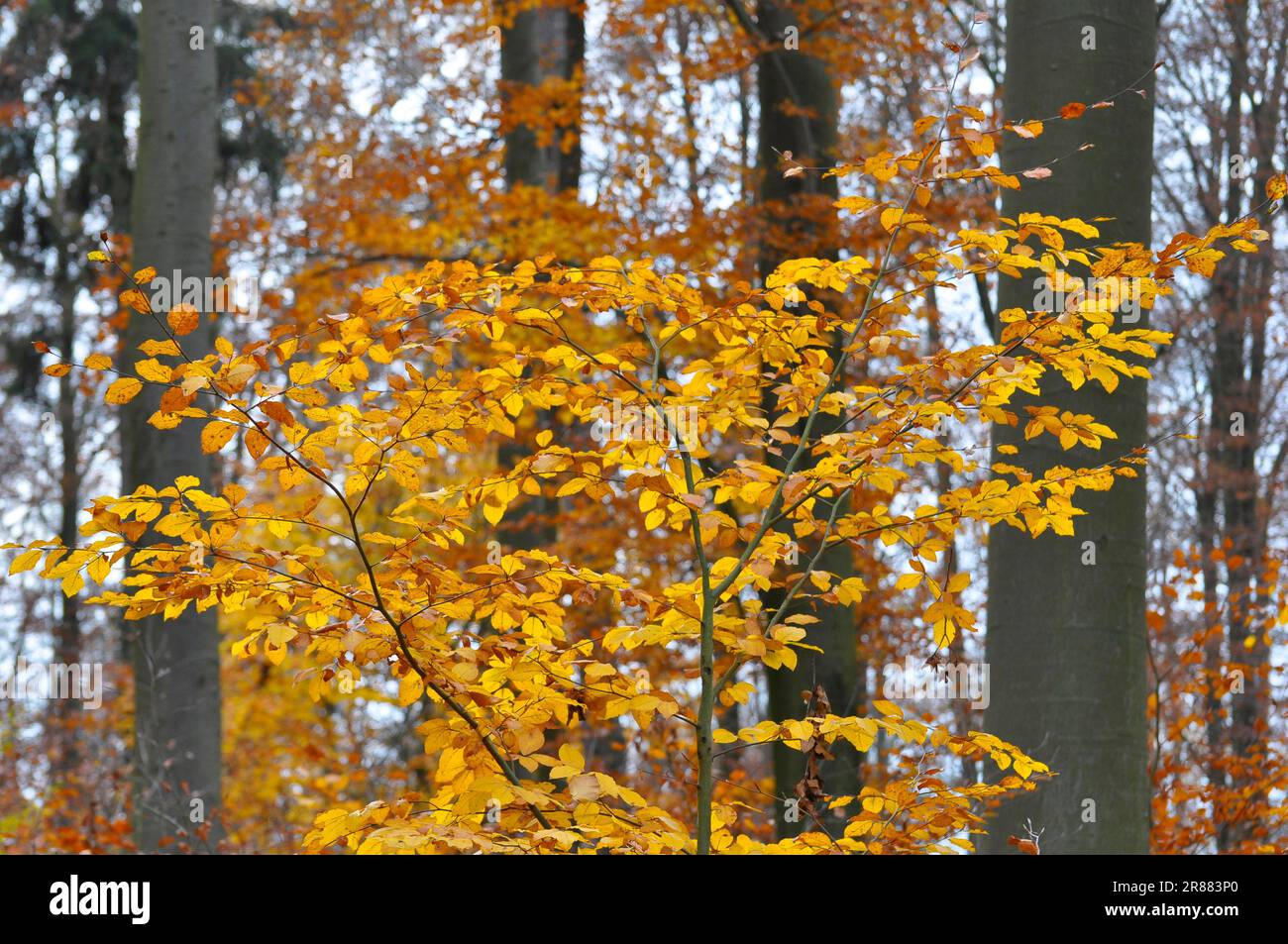 Colourful beech branch in autumn forest Stock Photo - Alamy