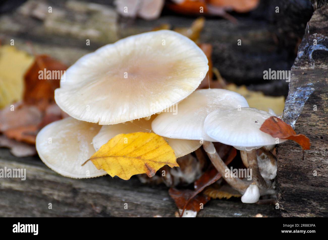 Fungus on a tree trunk in the forest, porcelain fungus (Oudemansiella ...