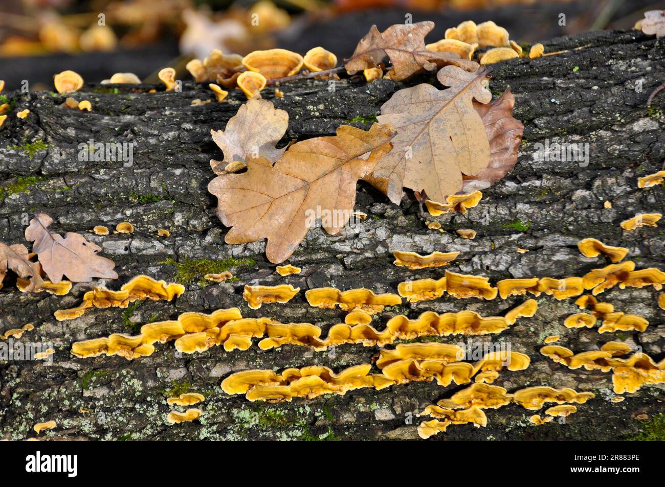 Oak trunk overgrown with fungi, tree fungus, oak leaves Stock Photo - Alamy