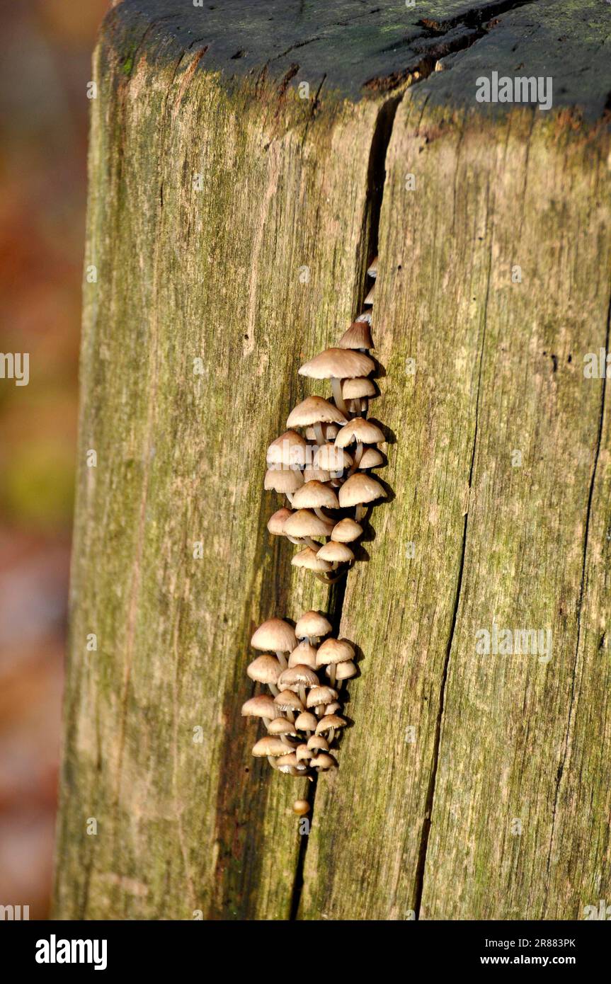 Log mushroom hi-res stock photography and images - Alamy