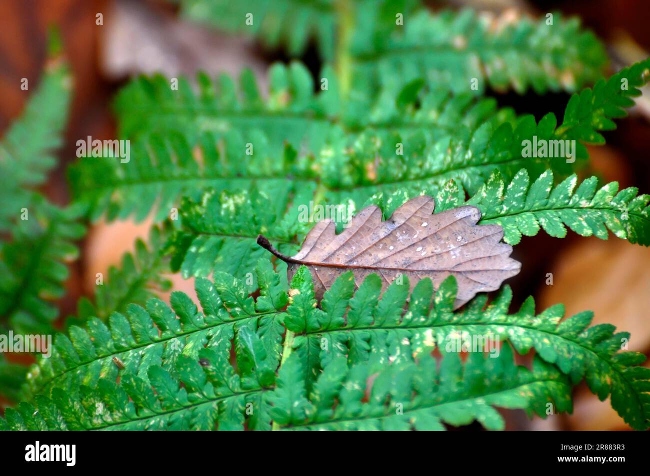 Fern oak tree hi-res stock photography and images - Alamy