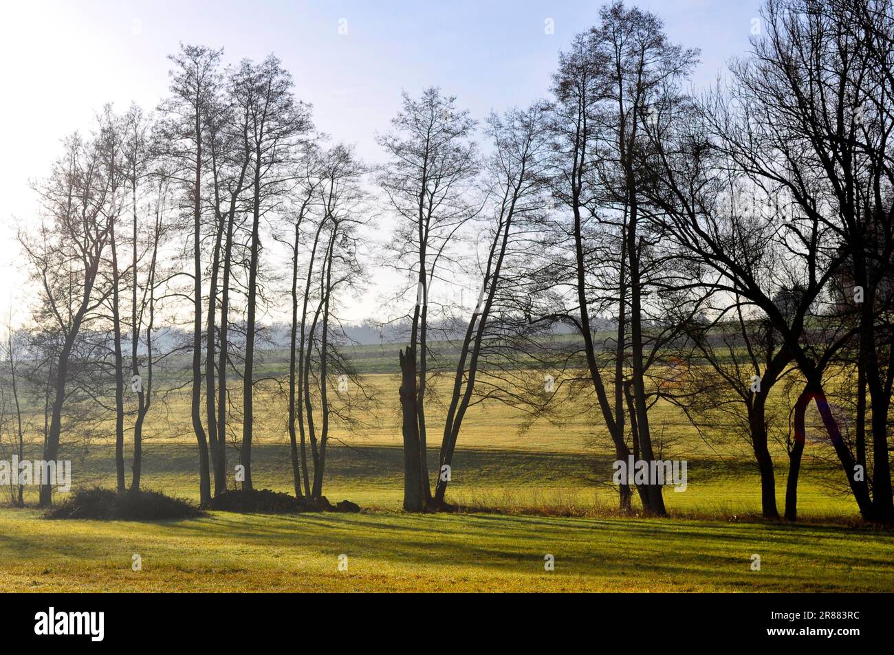 Alder trees in winter hi-res stock photography and images - Alamy