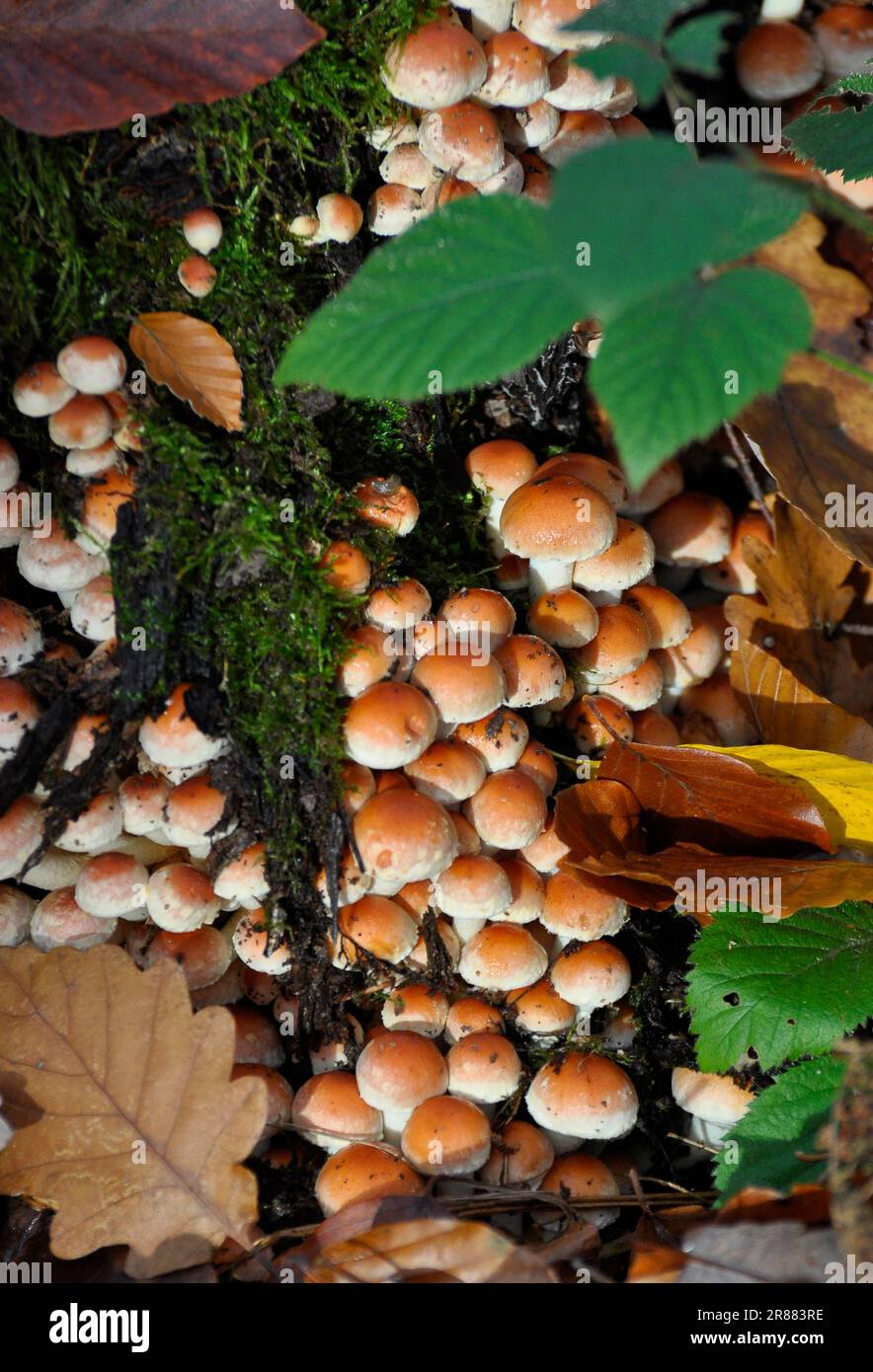 Mushroom on a log, winter mushroom (Flammulina velutipes), velvet ...