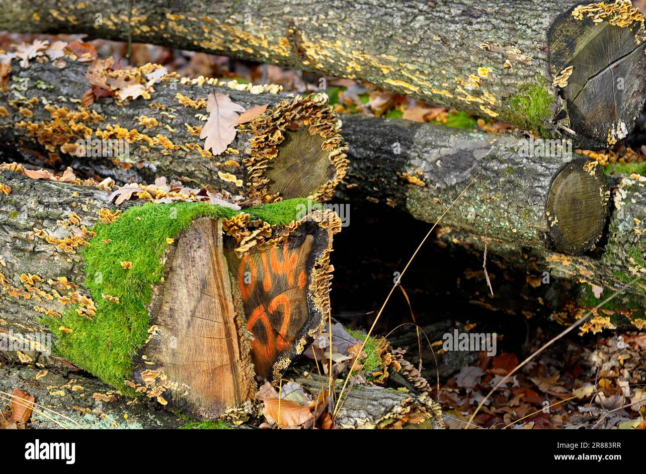 Oak trunk overgrown with fungi, tree fungus Stock Photo - Alamy