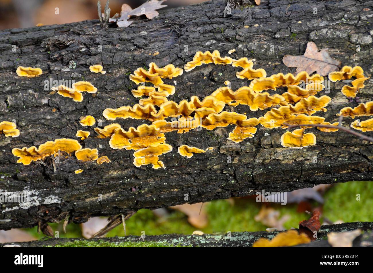 Oak trunk overgrown with fungi, tree fungus Stock Photo - Alamy