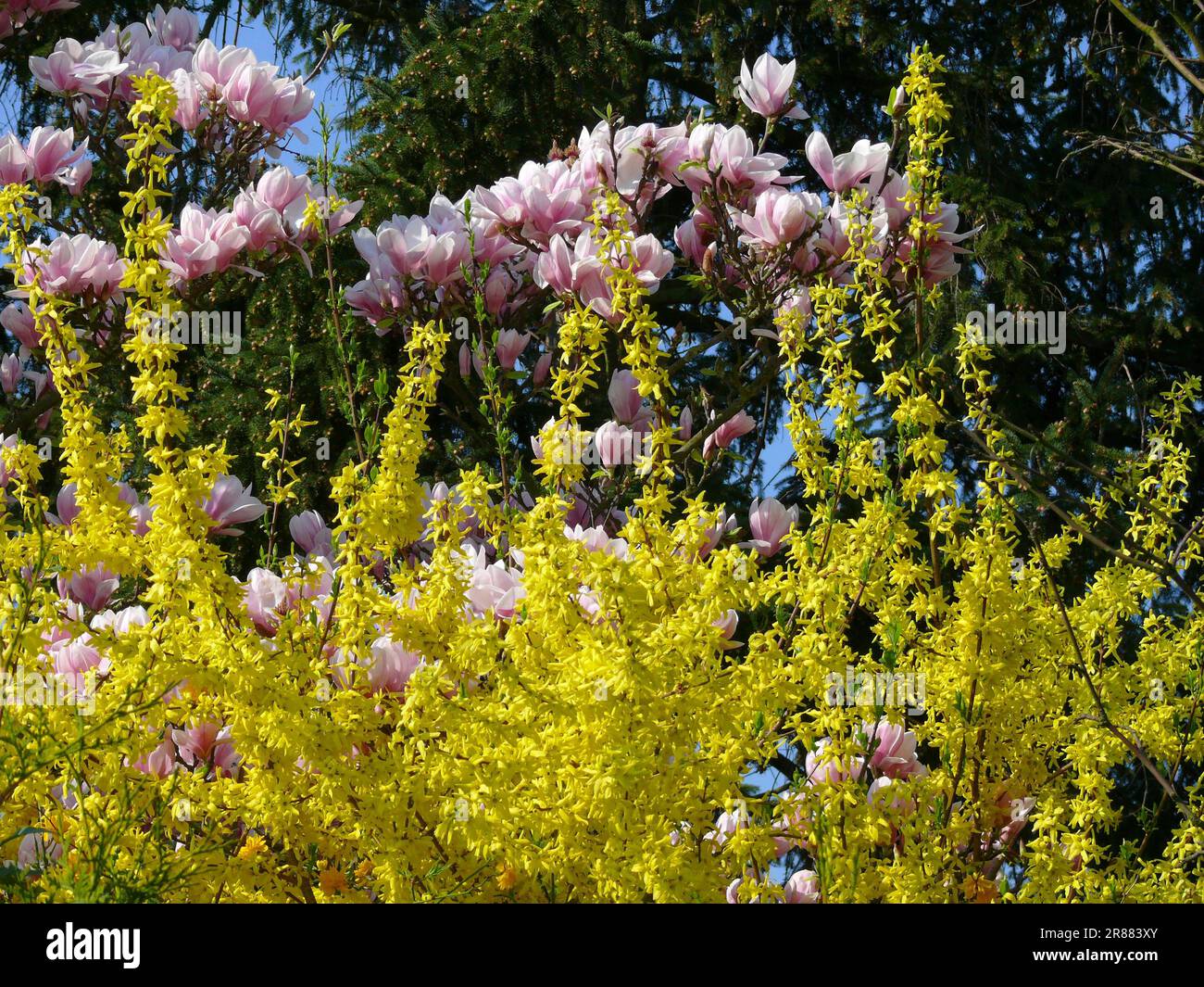 Magnolias with forsythia (Forsythia) flowering in spring, saucer ...
