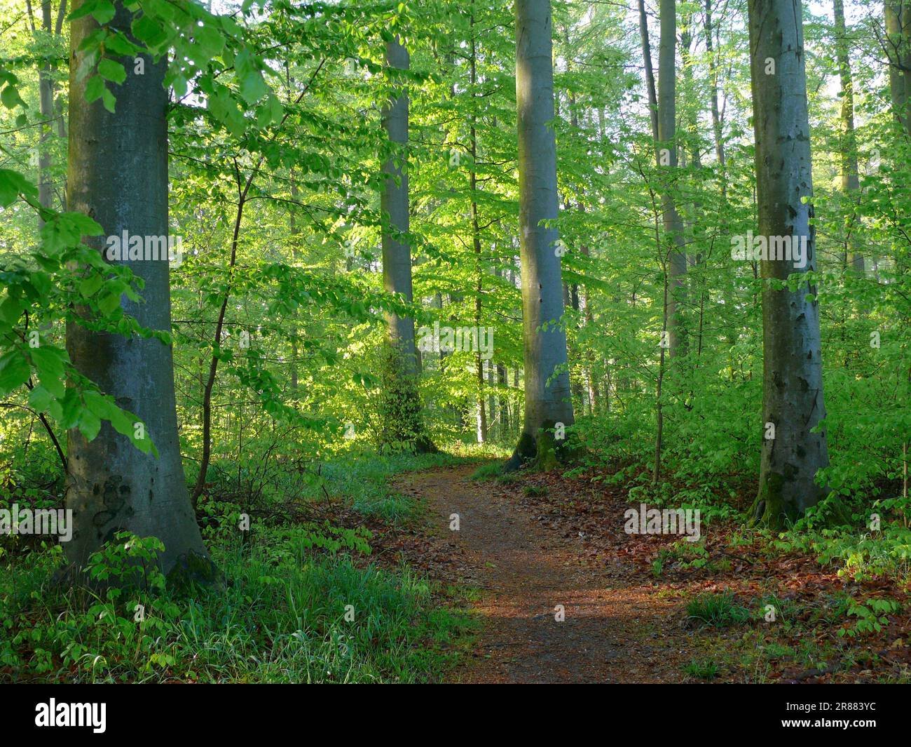Deciduous forest in spring Stock Photo - Alamy