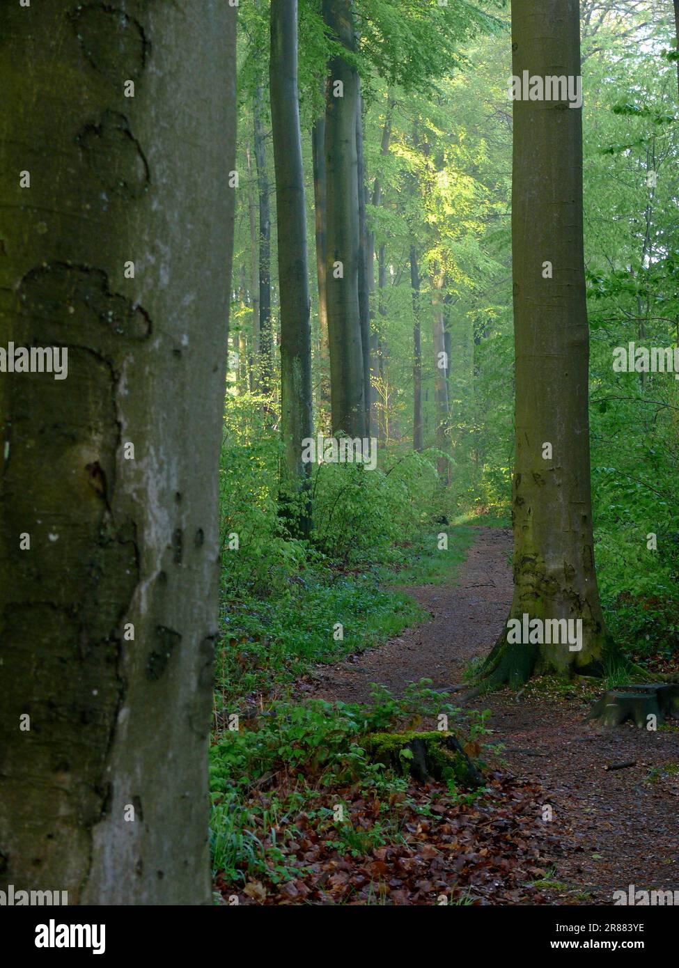 Deciduous forest in spring Stock Photo - Alamy