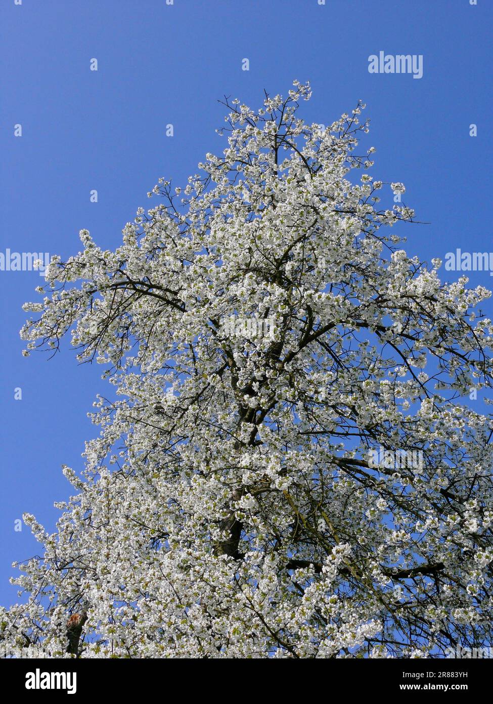 Cherry tree flowering, cherry blossom branch Stock Photo - Alamy