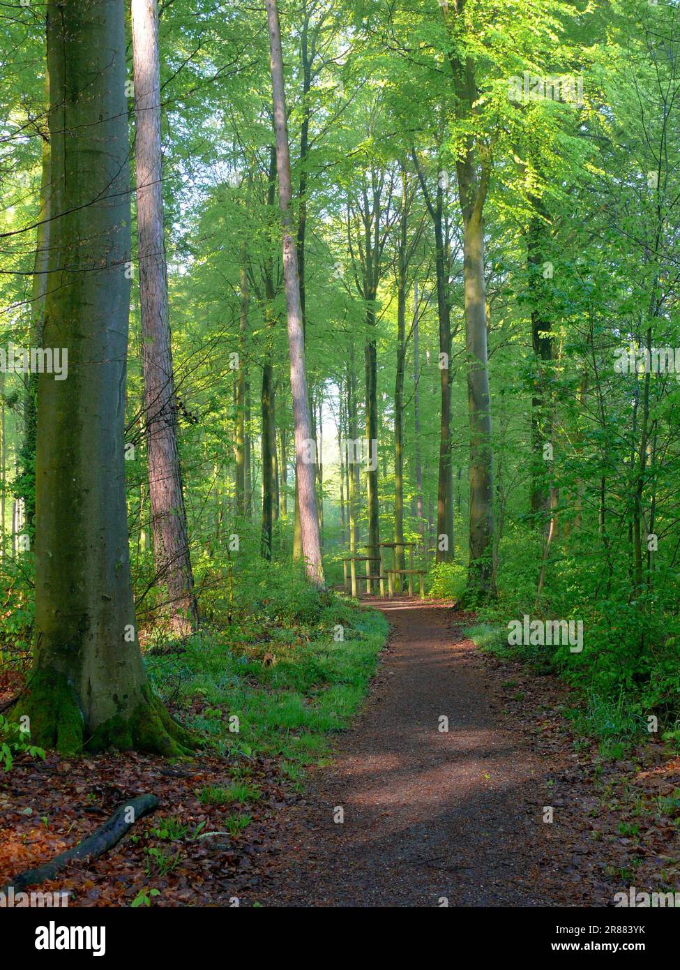 Deciduous forest in spring Stock Photo - Alamy