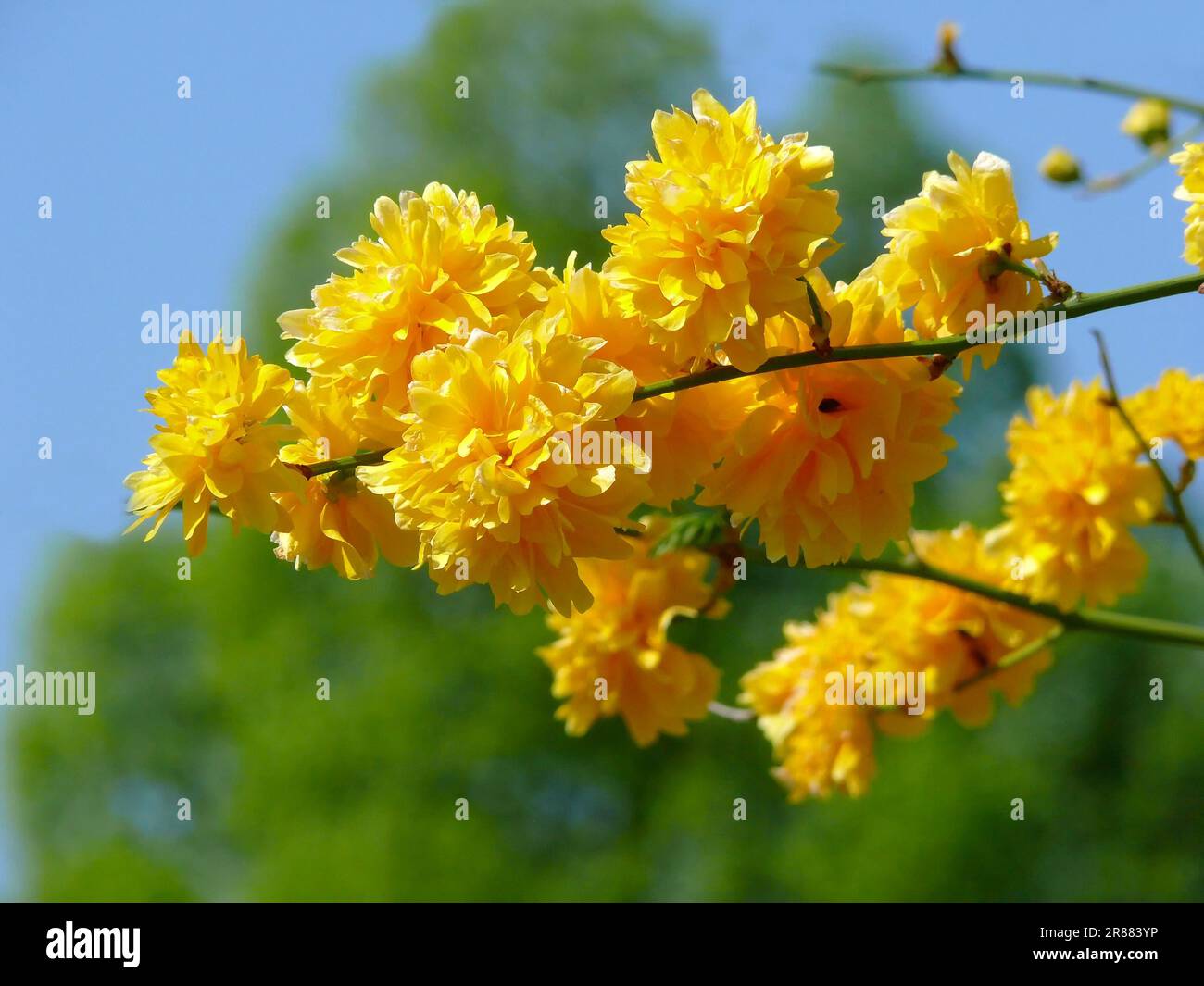 Buttercup bush hi-res stock photography and images - Alamy