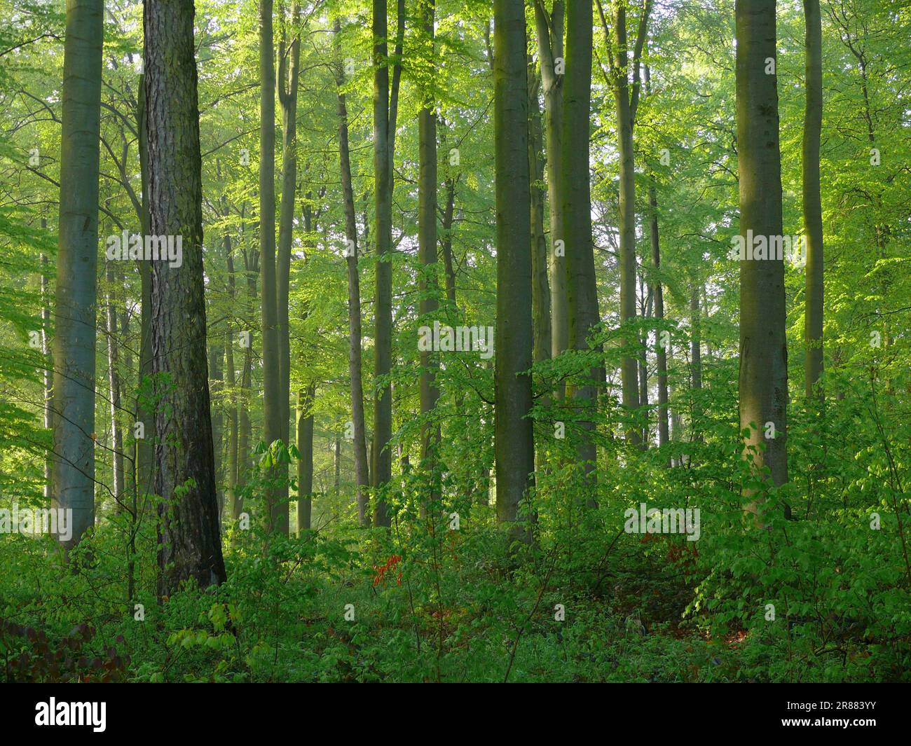 Deciduous forest in spring Stock Photo - Alamy