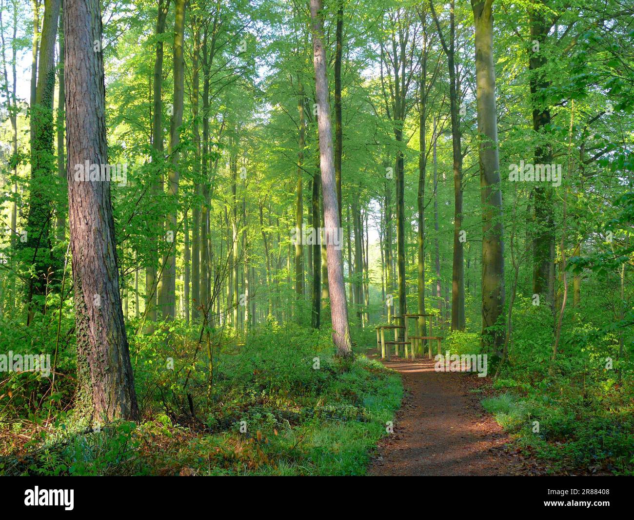Deciduous forest in spring Stock Photo - Alamy