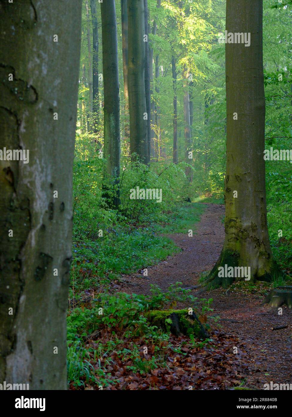 Deciduous forest in spring Stock Photo - Alamy