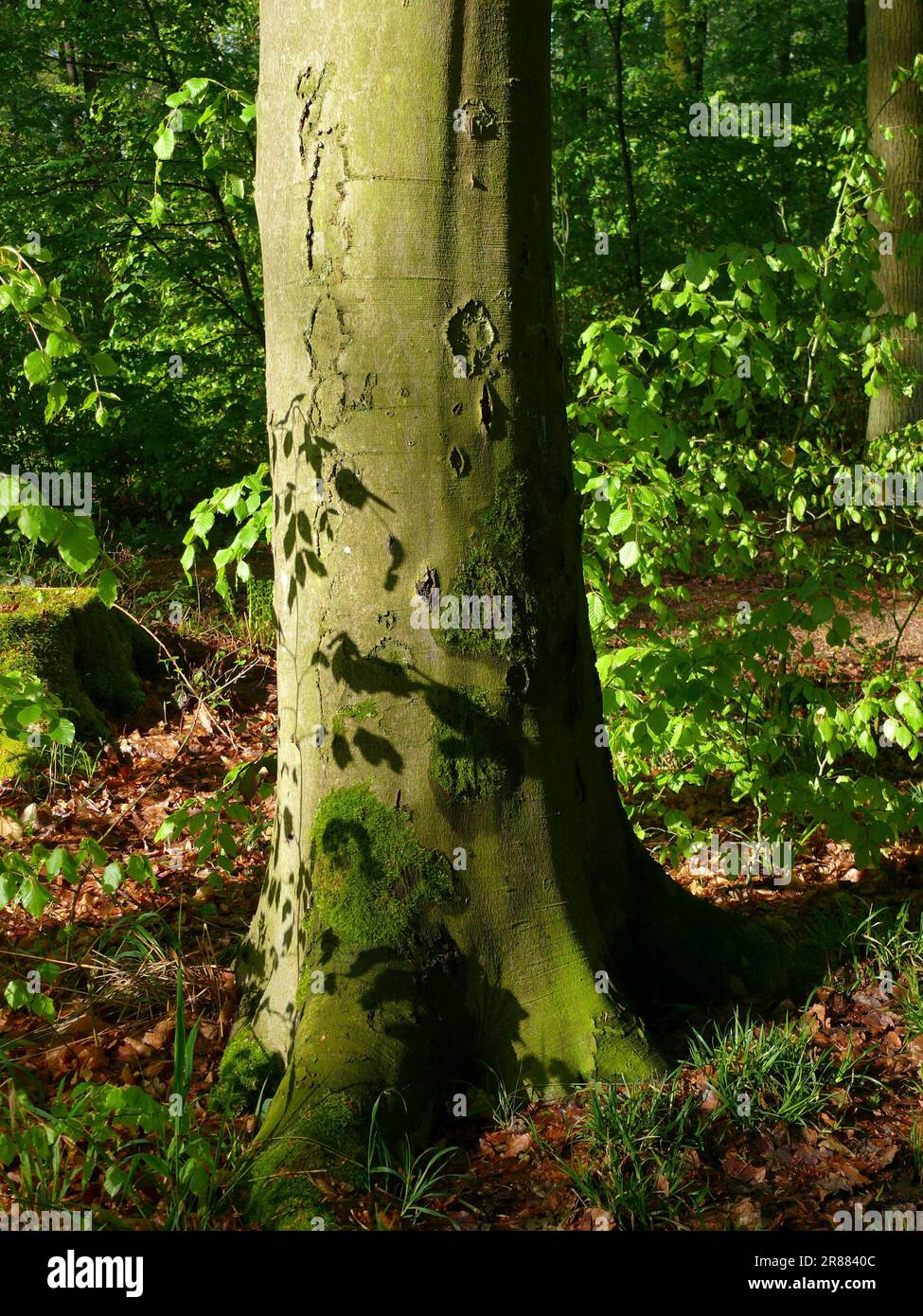 Tree trunk spring beech hi-res stock photography and images - Alamy
