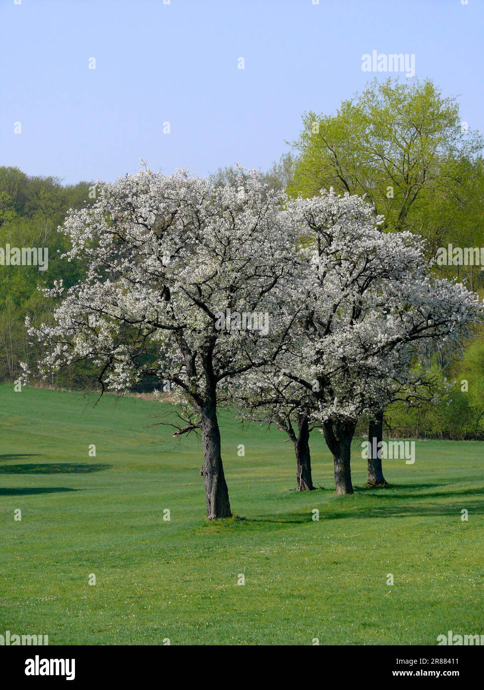 Flowering fruit trees near Pforzheim, spring, field path Stock Photo ...