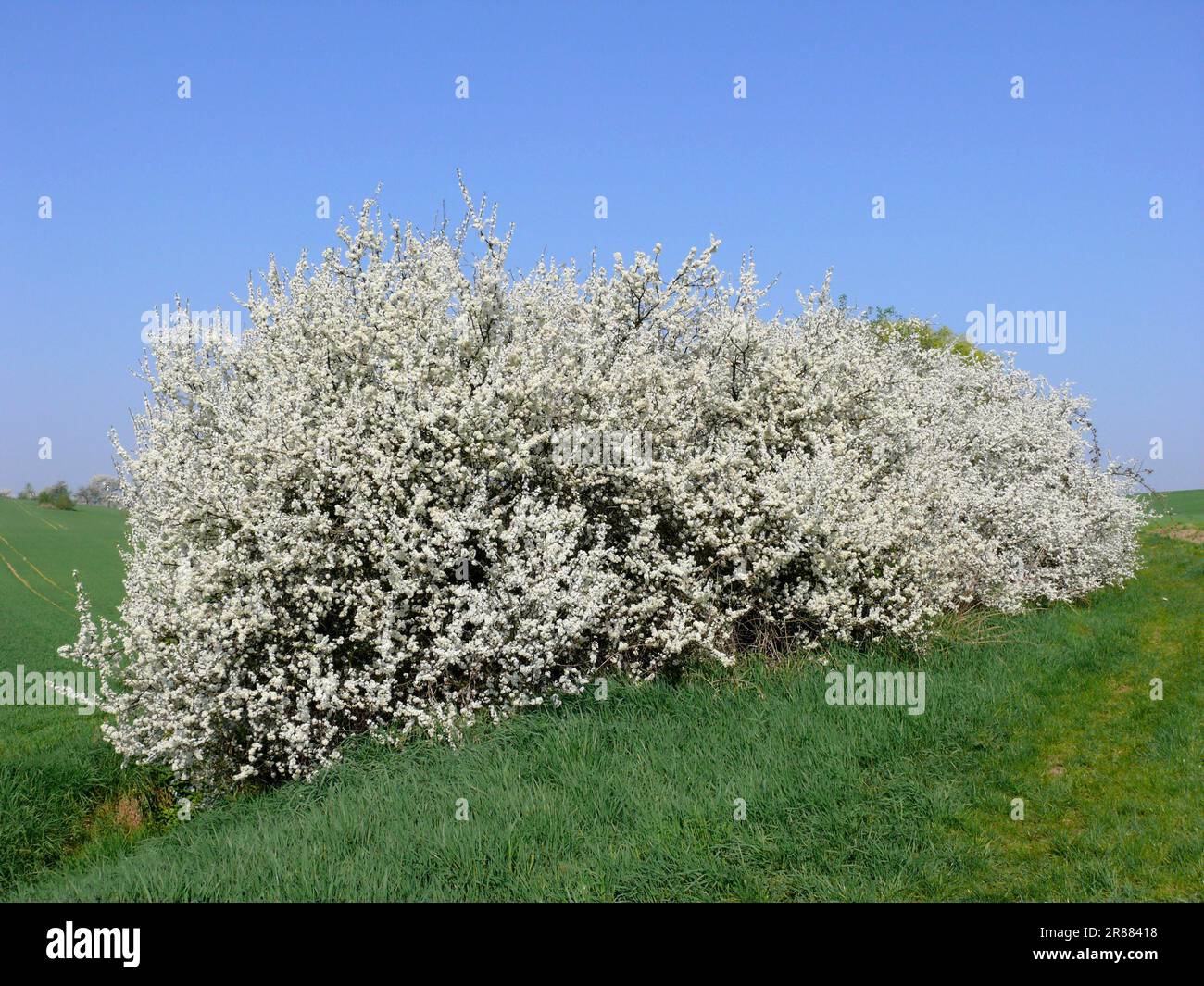 Blackthorn (Prunus spinosa) hedge flowering, Blackthorn Stock Photo - Alamy