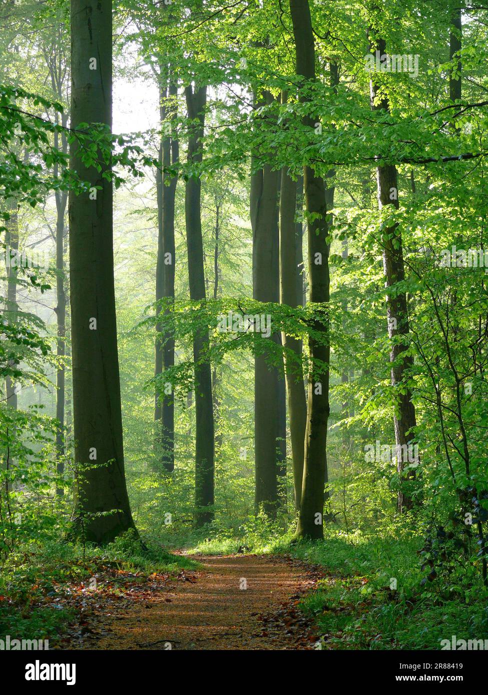 Deciduous forest in spring Stock Photo - Alamy