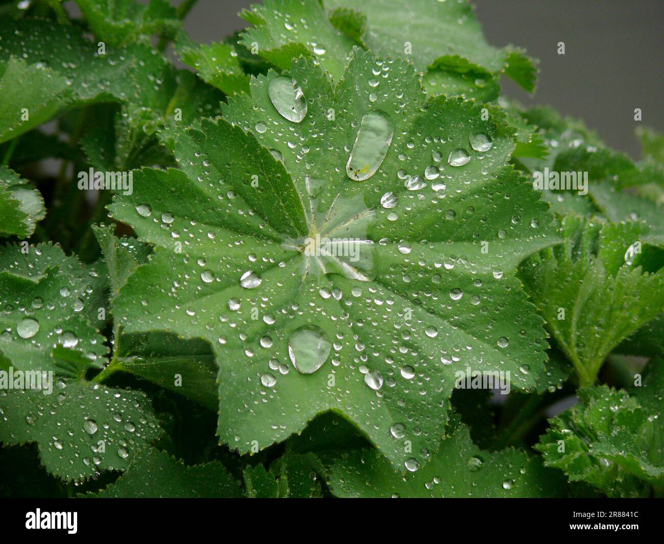 Raindrop, Water drop, Common lady's mantle (Alchemilla vulgaris Stock ...