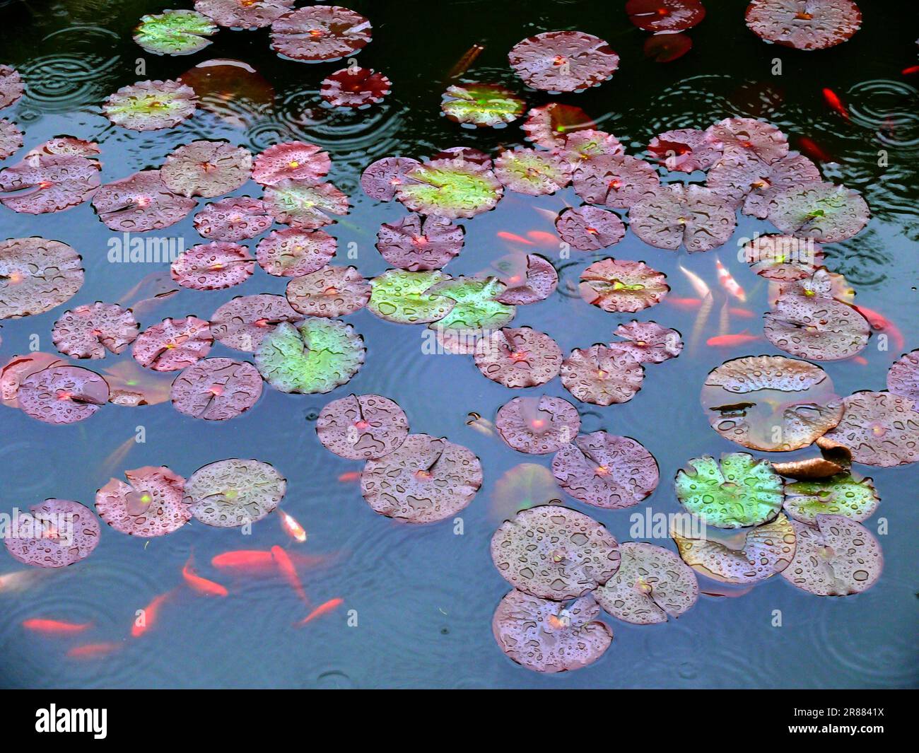 Water lily pond with goldfish Stock Photo - Alamy