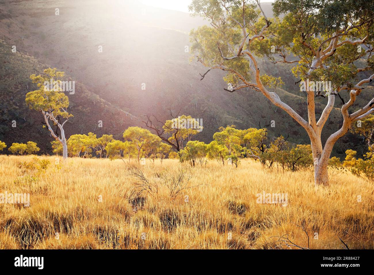 Eucalyptus trees on Mount Sheilla, Pilbara, Western Australia Stock ...