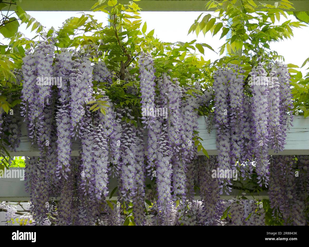 Wisterias (Wisteria) (Wisteria floribunda) on building facade, blue ...
