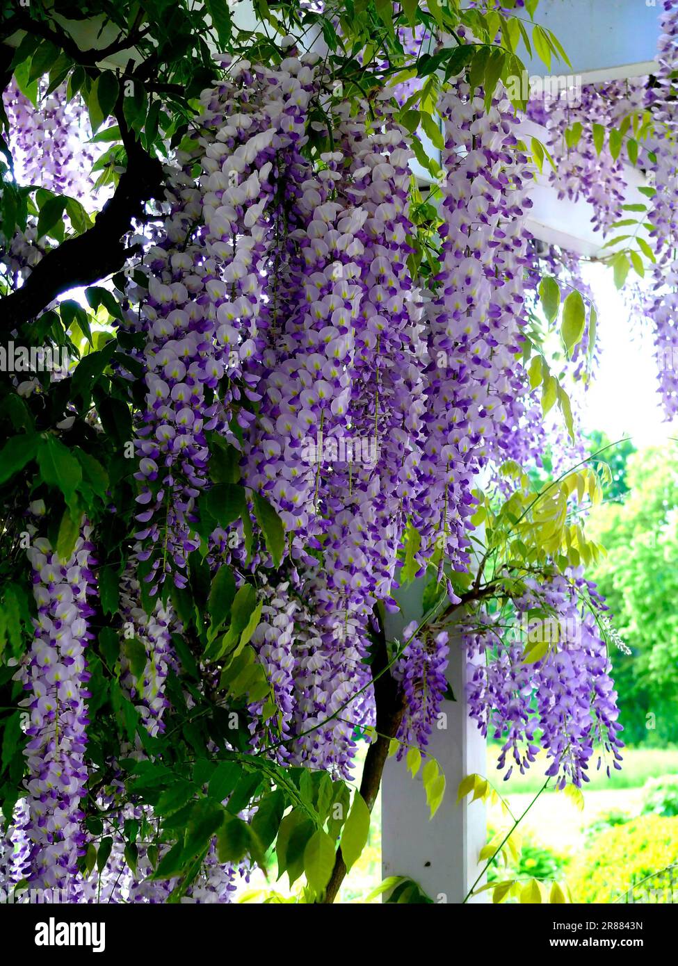 Wisterias (Wisteria) (Wisteria floribunda) on building facade, blue ...