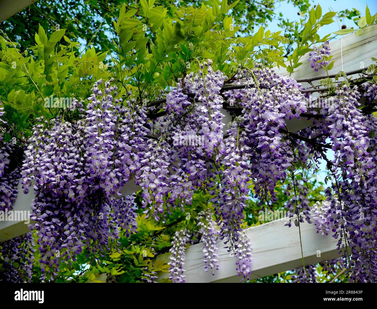 Wisterias (Wisteria) (Wisteria floribunda) on building facade, blue ...