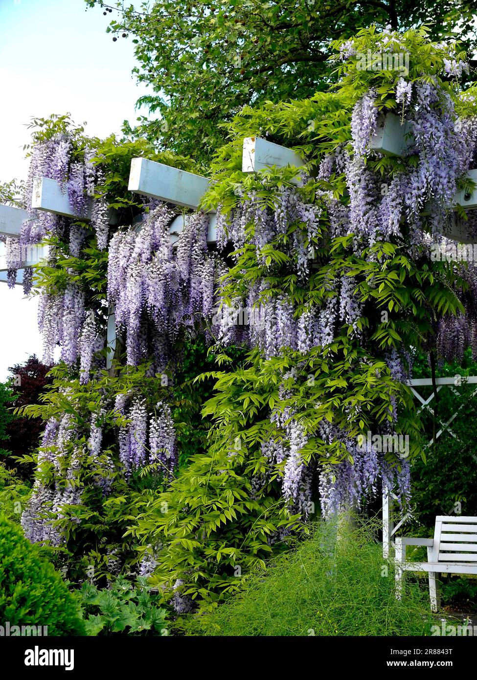 Wisterias (Wisteria) (Wisteria floribunda) on building facade, blue ...