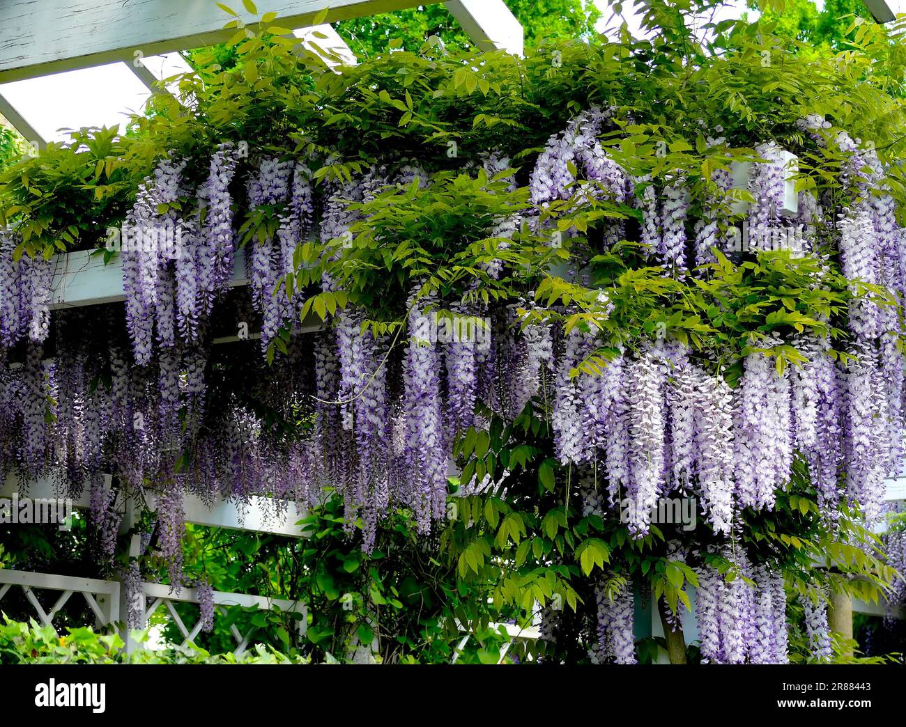 Wisterias (Wisteria) (Wisteria floribunda) on building facade, blue ...