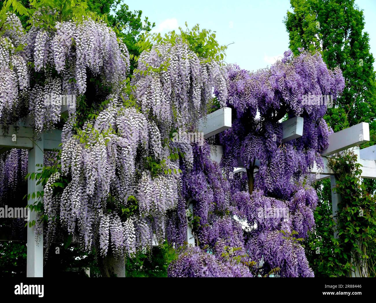 Wisterias (Wisteria) (Wisteria floribunda) on building facade, blue ...