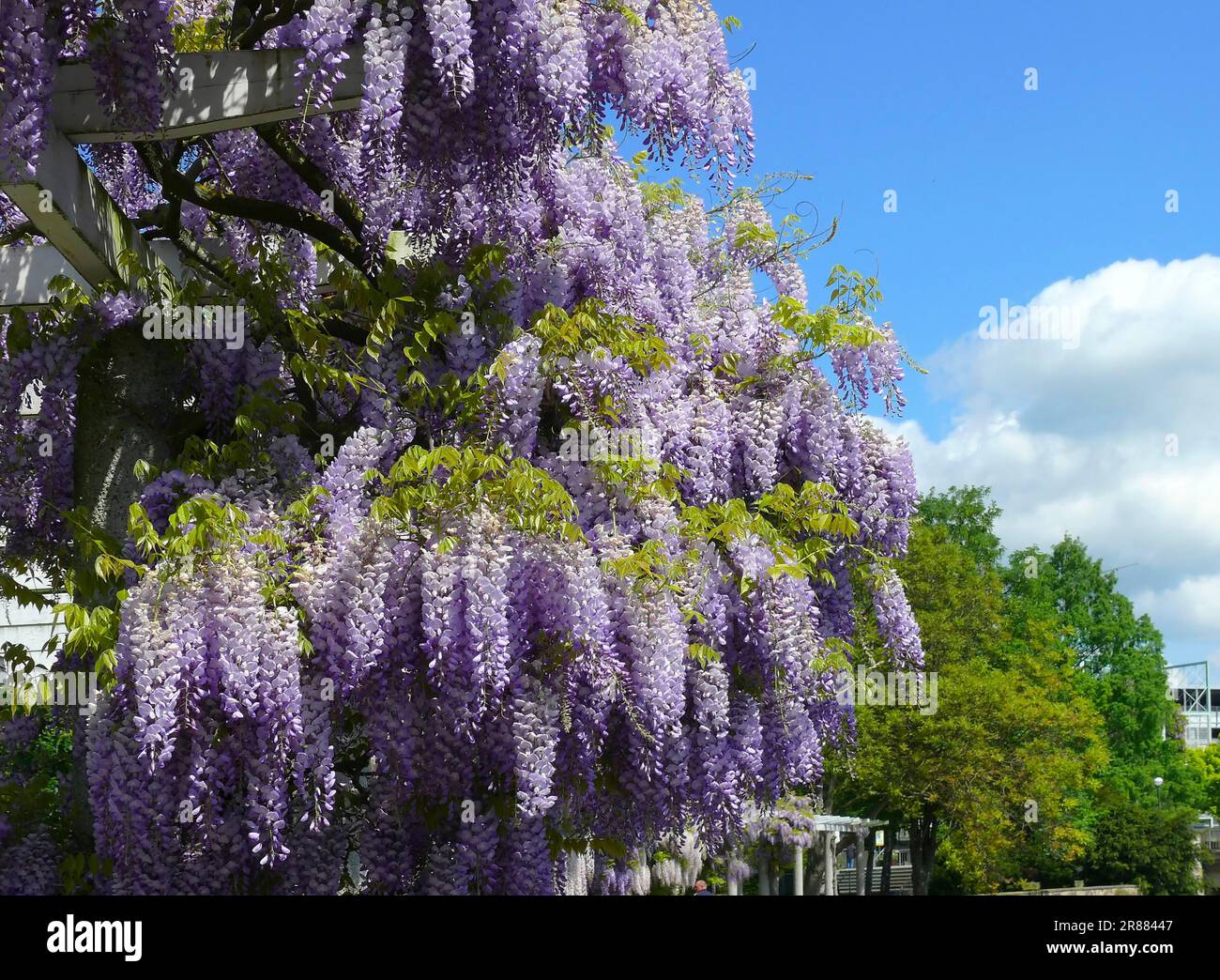 Wisterias (Wisteria) (Wisteria floribunda) on building facade, blue ...
