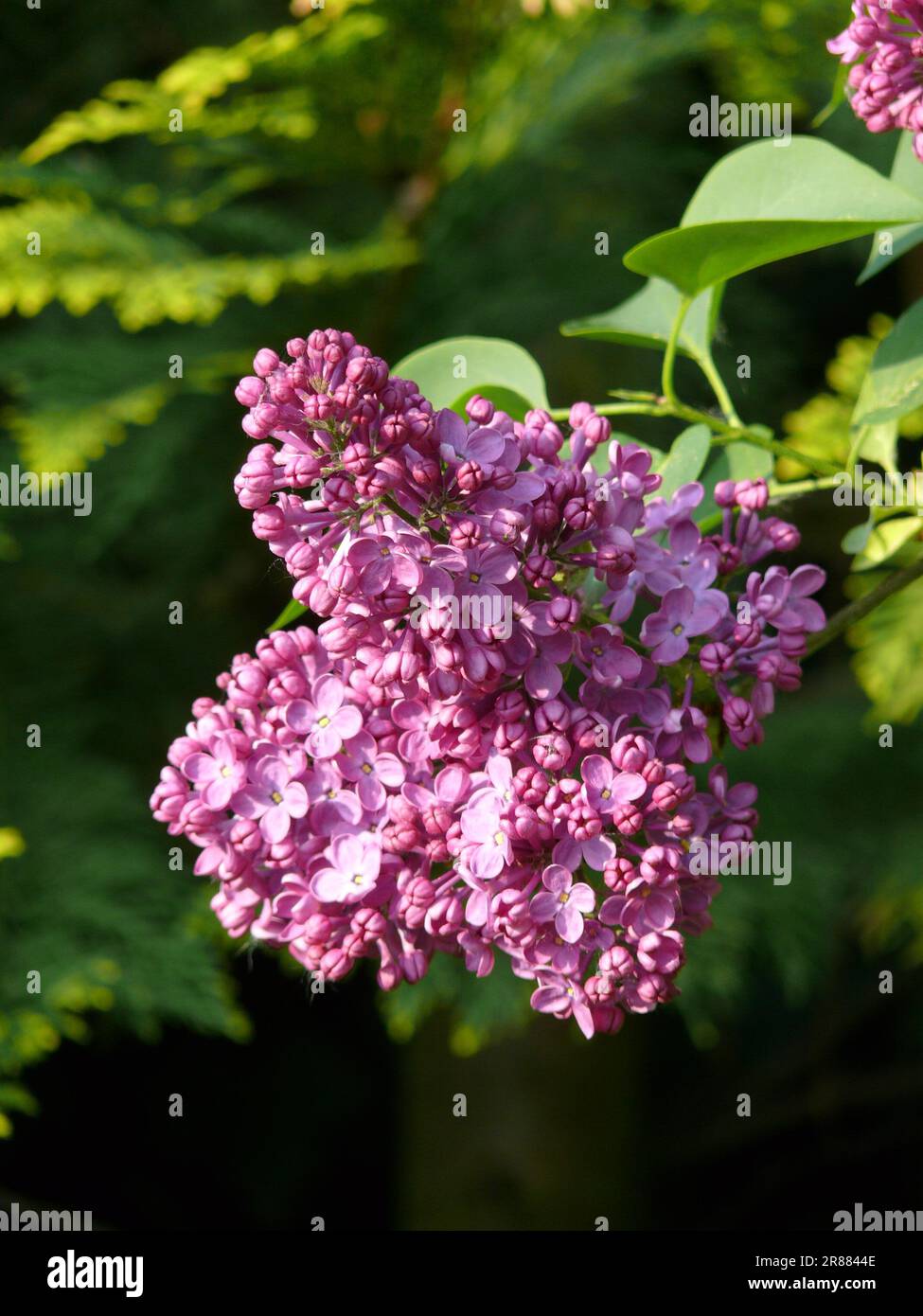 Common Lilac (Syringa vulgaris), Purple Lilac Branch, Flowering Stock ...