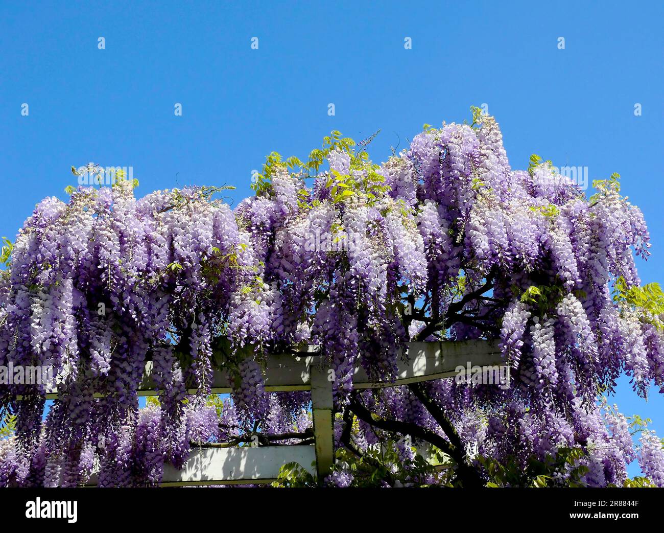 Wisterias (Wisteria) (Wisteria floribunda) on building facade, blue ...