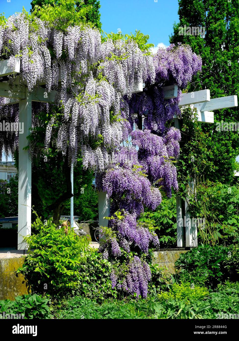 Wisterias (Wisteria) (Wisteria floribunda) on building facade, blue ...