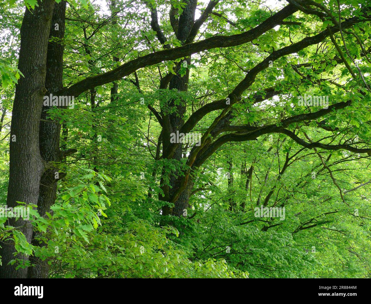 Spring budding oak tree hi-res stock photography and images - Alamy
