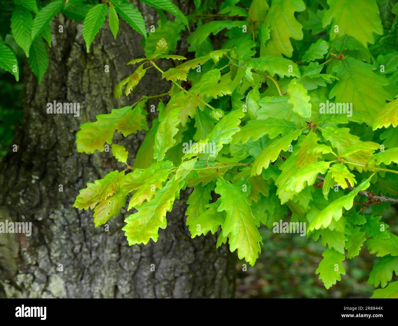 Spring budding oak tree hi-res stock photography and images - Alamy