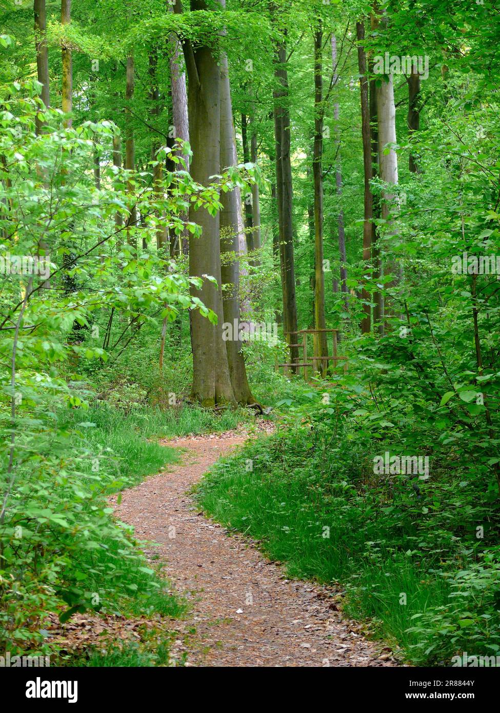 Deciduous forest in spring Stock Photo - Alamy