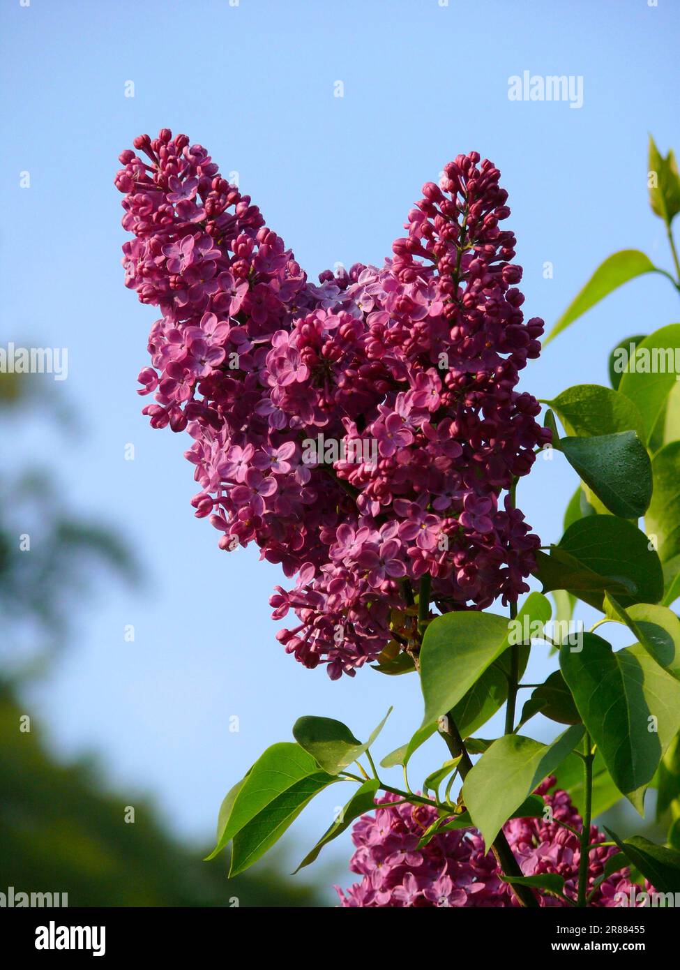 Common Lilac (Syringa vulgaris), Purple Lilac Branch, Flowering Stock ...