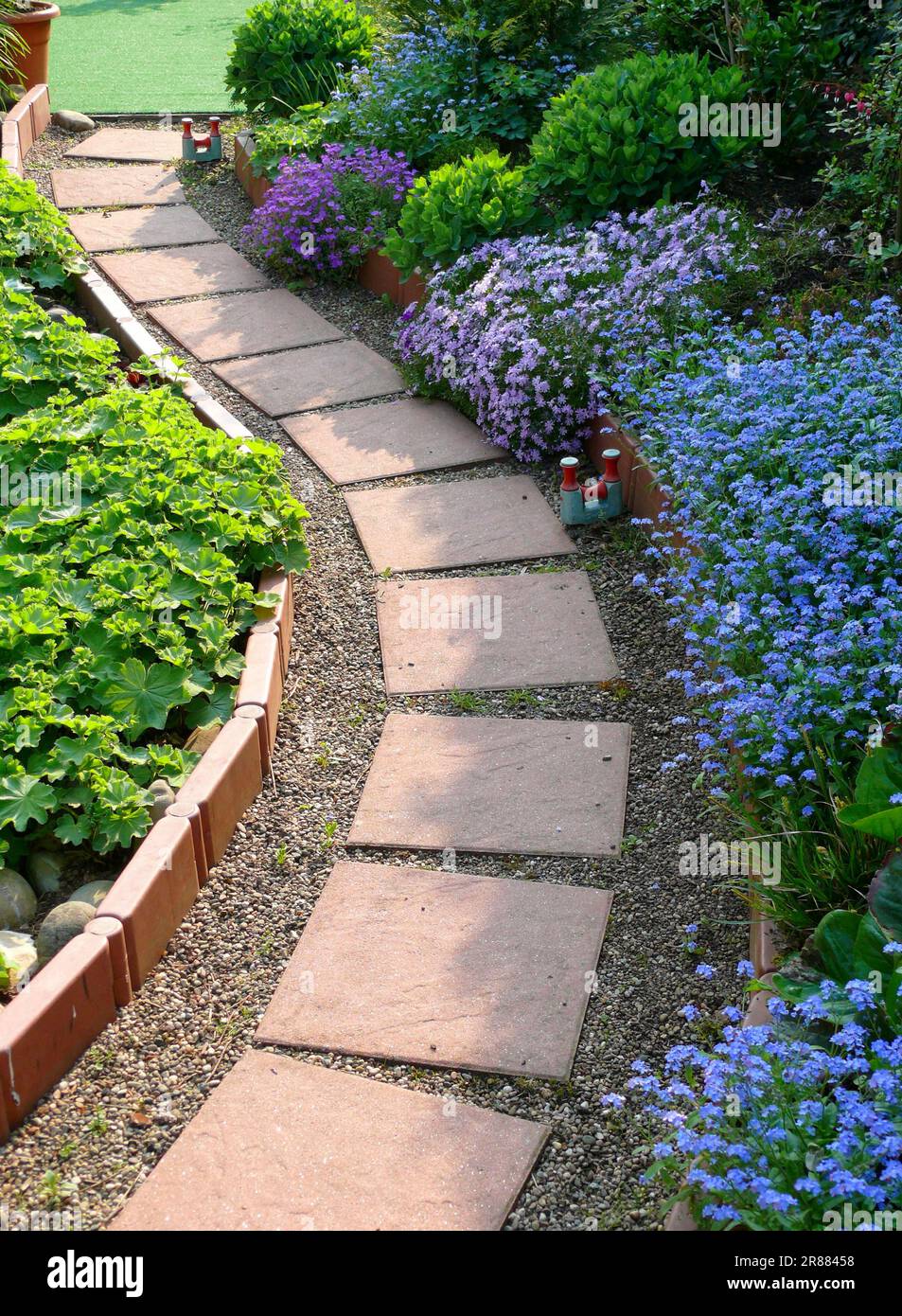 Garden path, Forget-me-not (Myosotis), Forget-me-not Stock Photo - Alamy