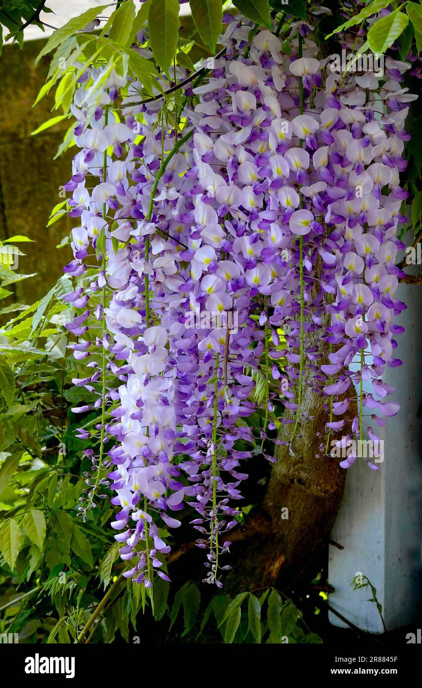 Wisterias (Wisteria) (Wisteria floribunda) on building facade, blue ...